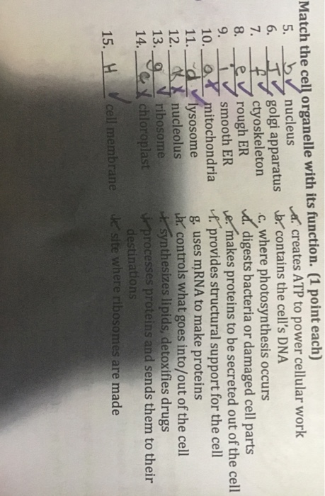 Match The Organelle With Its Function Match The Organelle With Its Function