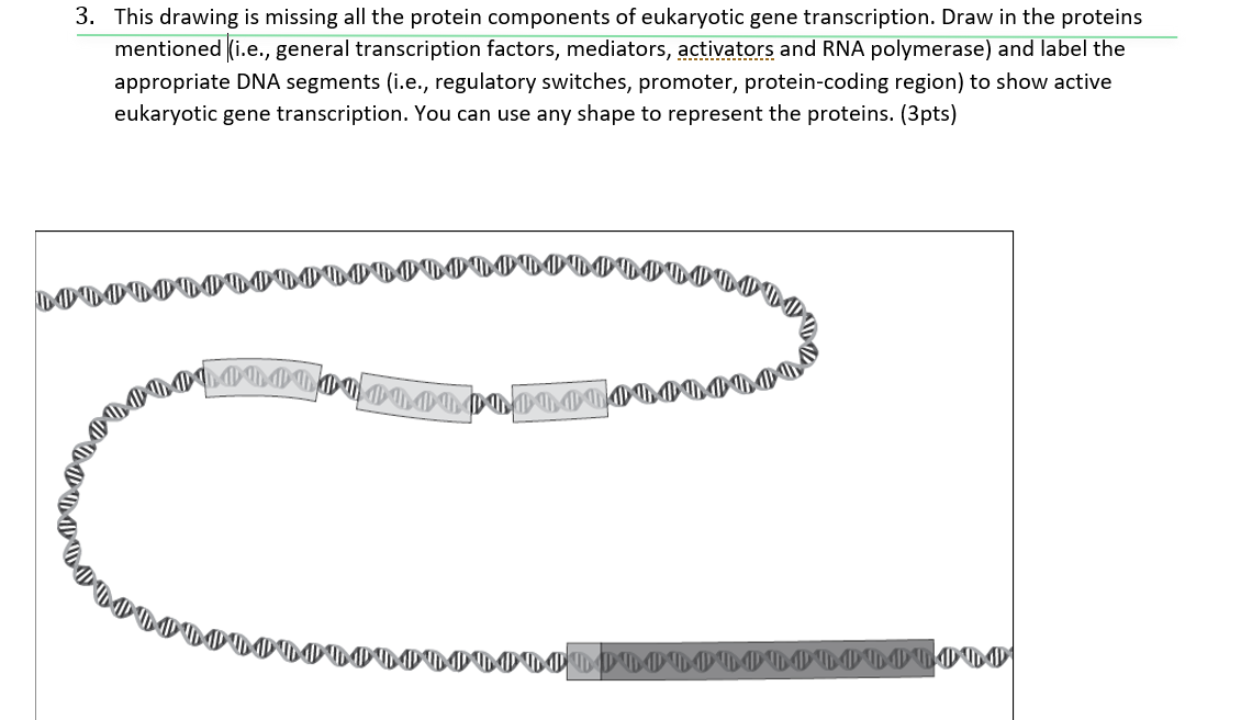 Solved 3. This drawing is missing all the protein components | Chegg.com