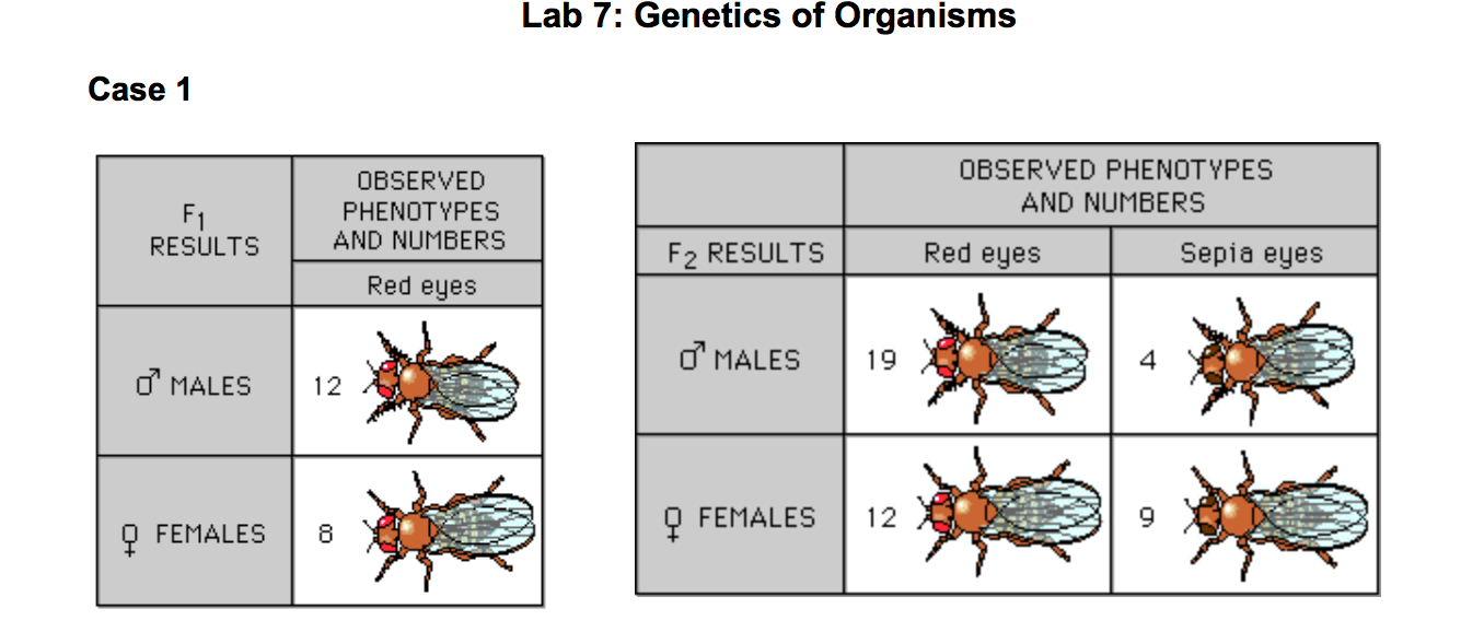 Solved Lab 7: Genetics of Organisms Case 1 OBSERVED | Chegg.com