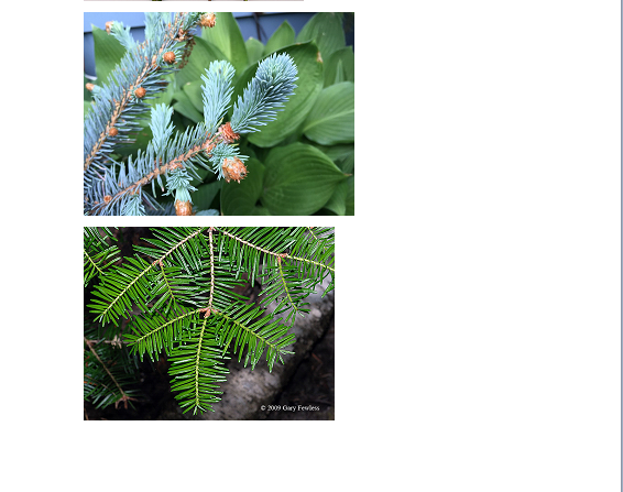 Solved Investigation 2: Conifer Structures 1. Vegetative | Chegg.com