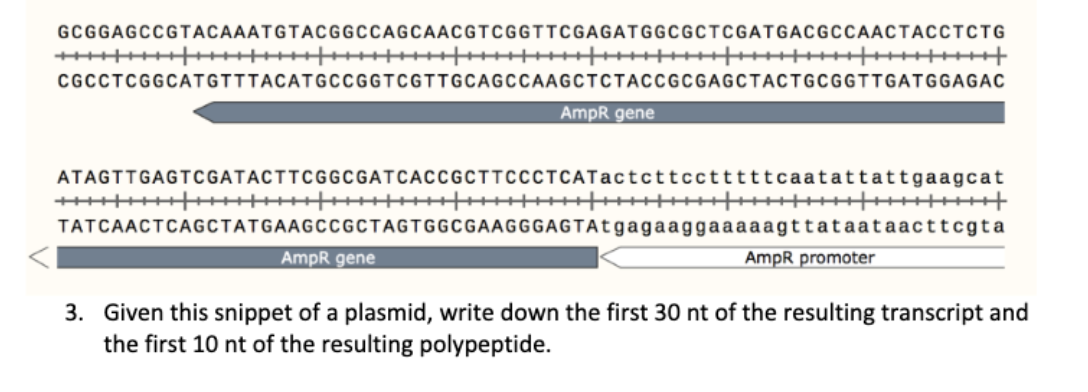 Solved Given this snippet of a plasmid, write down the first | Chegg.com