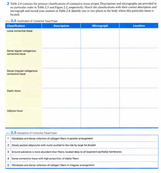 Solved 4 Fill in the blanks using your model and/or cadaver | Chegg.com