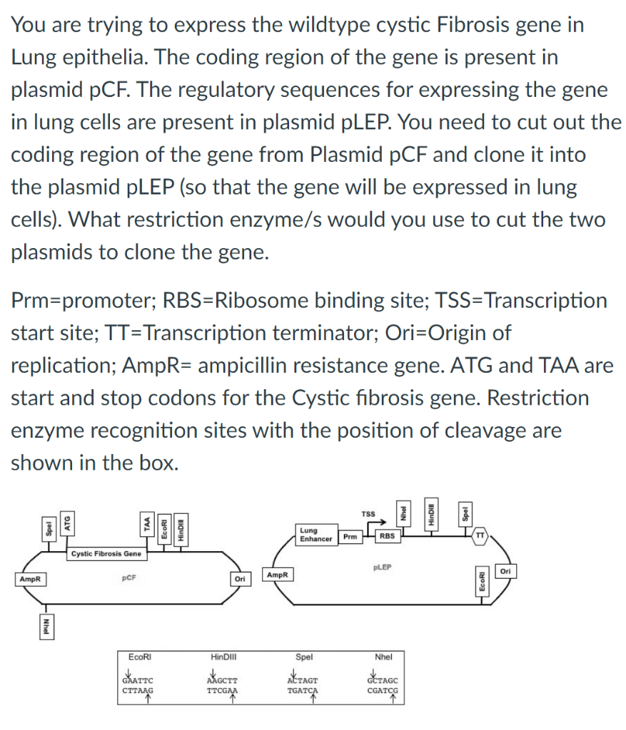 Solved You are trying to express the wildtype cystic | Chegg.com