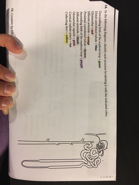 Solved Descending limb of the nephron loop green Distal | Chegg.com