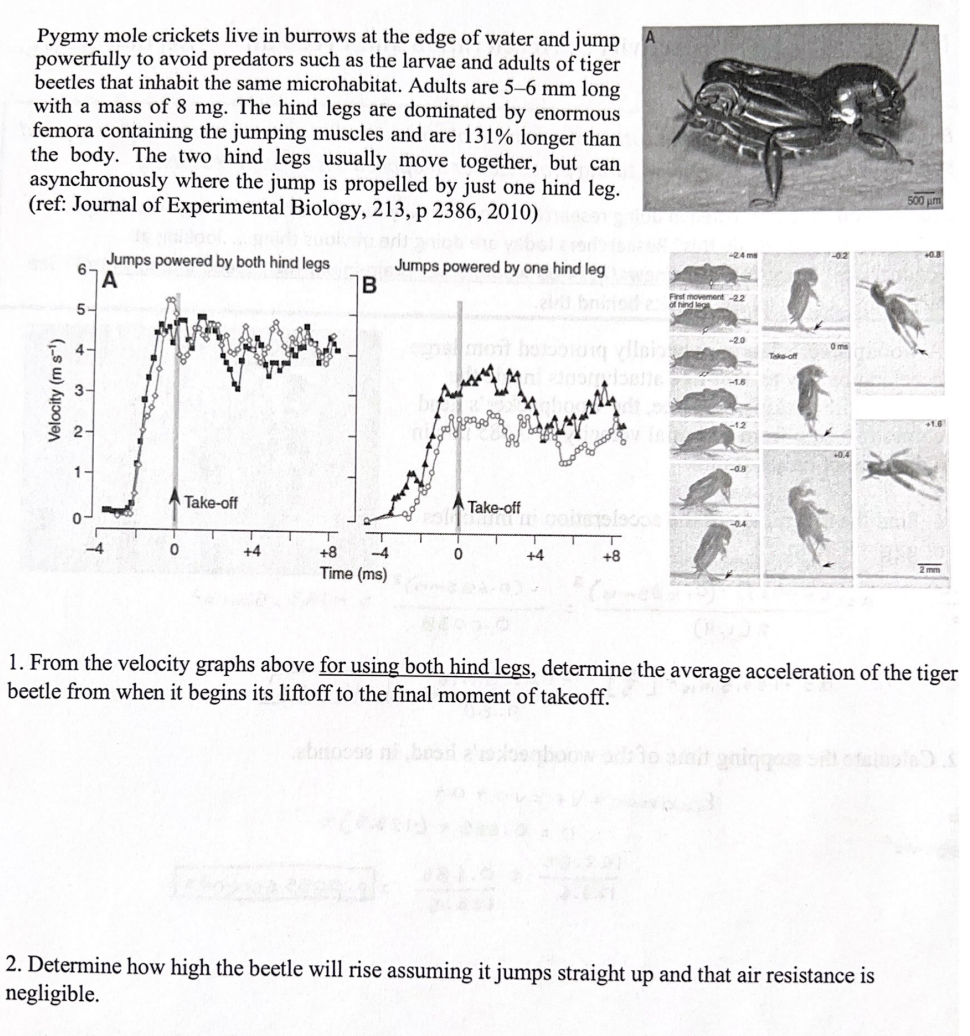 Solved Pygmy mole crickets live in burrows at the edge of | Chegg.com