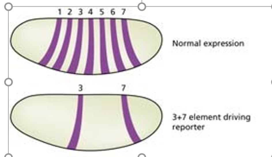 Solved 6. The normal expression of the pair-rule gene | Chegg.com