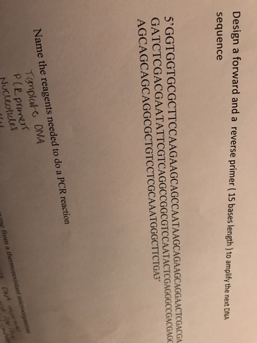 Solved Design a forward and a reverse primer (15 bases | Chegg.com