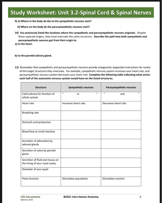 Solved Study Worksheet: Unit 3.2-Spinal Cord & Spinal Nerves | Chegg.com