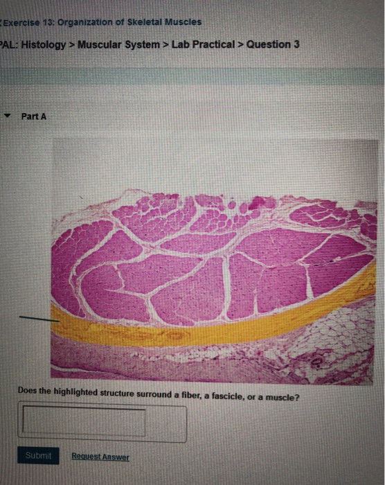 Solved: Exercise 13: Organization Of Skeletal Muscles PAL:... | Chegg.com