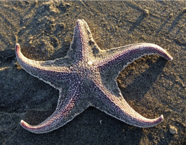 Solved Draw the lines of symmetry on each organism | Chegg.com