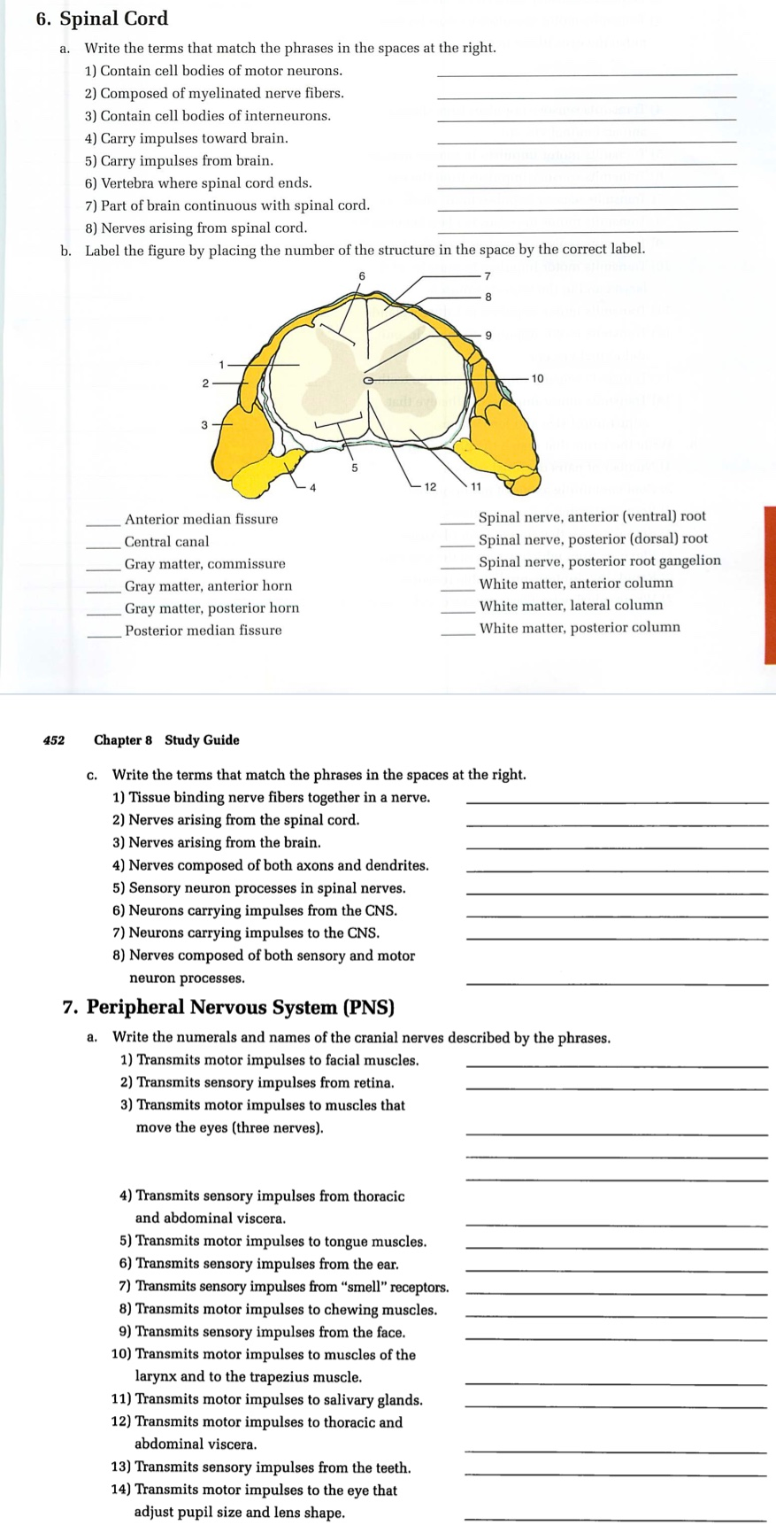 Solved a. 6. Spinal Cord Write the terms that match the | Chegg.com