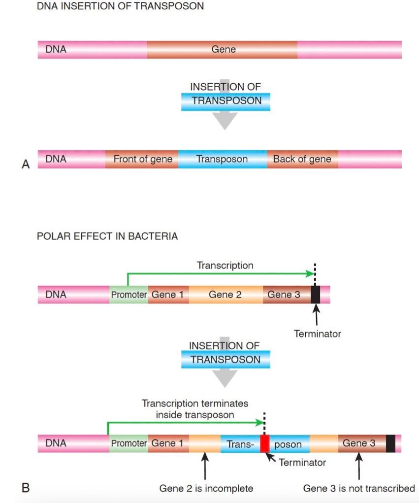 Solved 4. A transposon (BLUE color) has been inserted into | Chegg.com