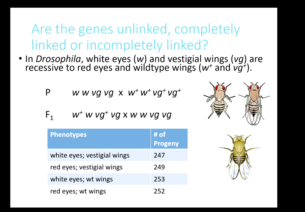 Solved Are the genes unlinked, completely linked or | Chegg.com