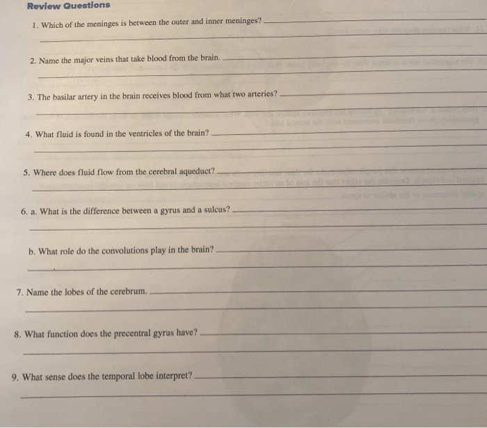 Solved Review Questions 1. Which of the meninges is between | Chegg.com