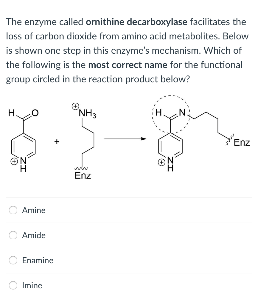 Solved The enzyme called ornithine decarboxylase facilitates | Chegg.com