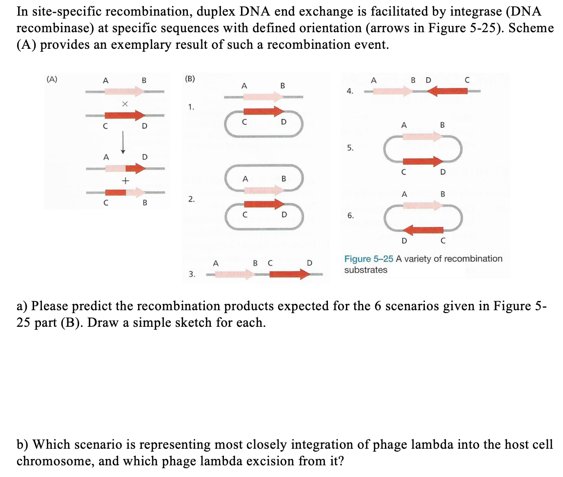 Solved In site-specific recombination, duplex DNA end | Chegg.com