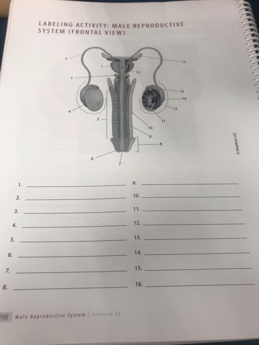 Solved LABELING ACTIVITY: MALE REPRODUCTIVE SYSTEM (FRONTAL | Chegg.com