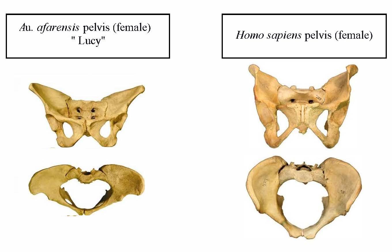 1) Observe the shape of the Au. afarensis pelvis and | Chegg.com