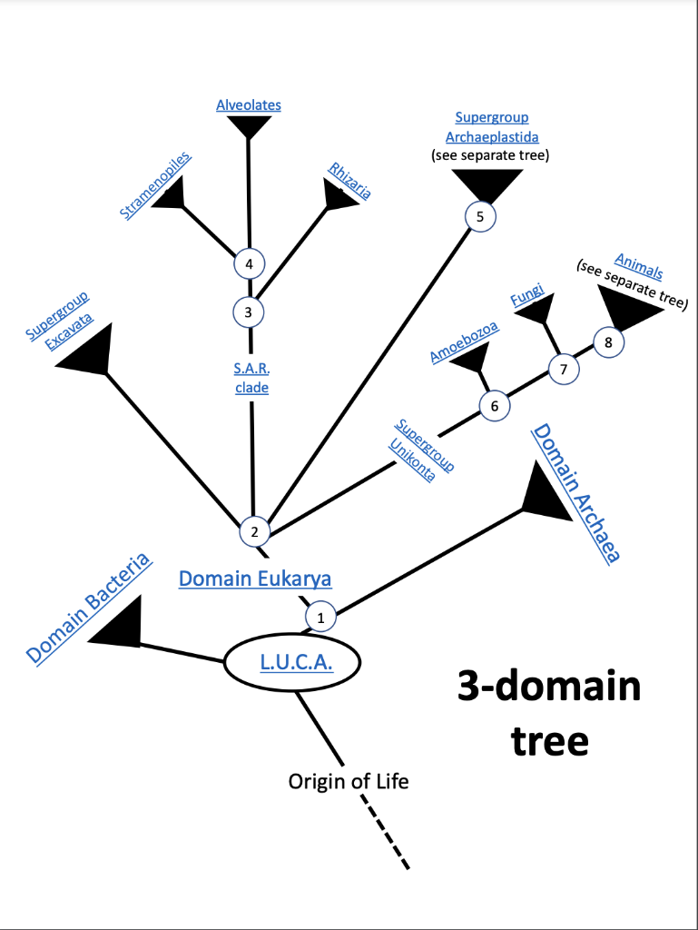 Solved 14. Chambered Nautilus is the first-branching lineage | Chegg.com