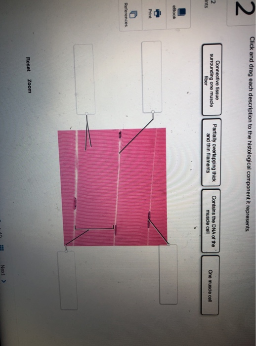 Solved Click and drag each description to the histological | Chegg.com