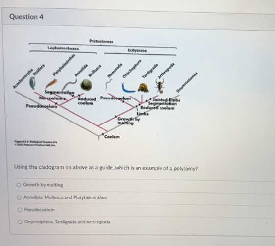 Using the cladogram on above as a guide, which is an | Chegg.com