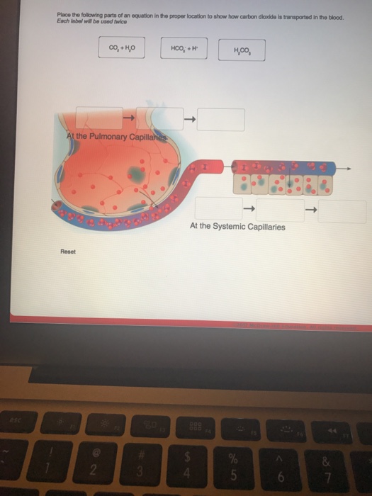 Solved Place the following parts of an equation in the | Chegg.com
