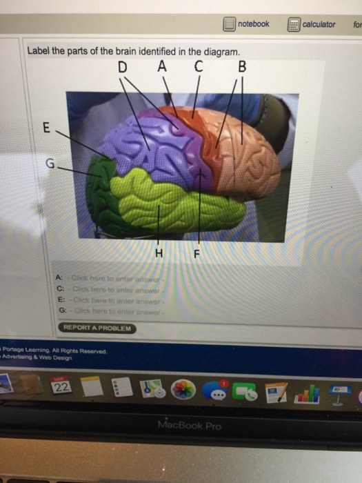 Solved notebook calculator for Label the parts of the brain | Chegg.com