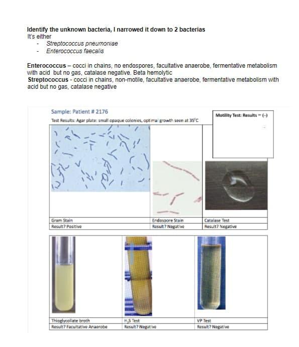 Solved Identify the unknown bacteria, I narrowed it down to | Chegg.com