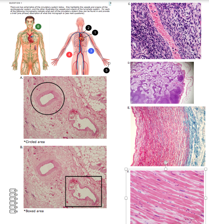 Solved Pinning the Tissue Pt. 1 Match the numbered parts to | Chegg.com