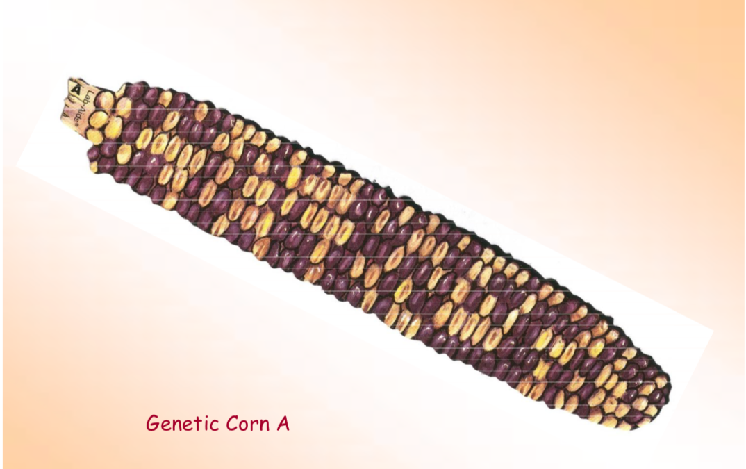 Solved 0 000 000 00000 1000 Genetic Corn A Genetic Corn B | Chegg.com
