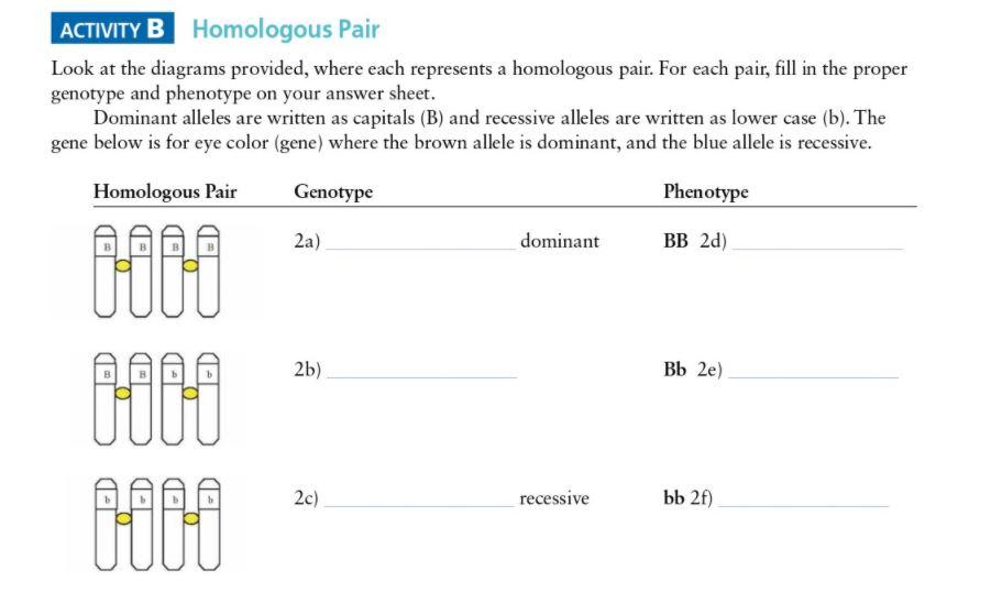 Solved Activity B: Homologous Pair 2a __________ 2d | Chegg.com