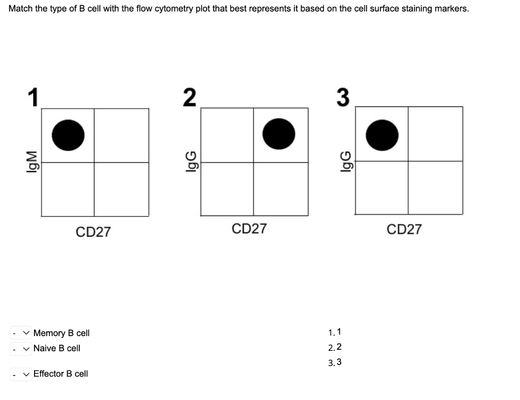 Memory B Cell Markers