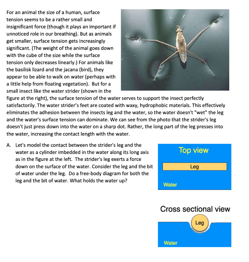 Solved For an animal the size of a human, surface tension | Chegg.com