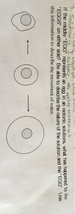 Solved If the Middle egg represents an egg in an isotonic | Chegg.com