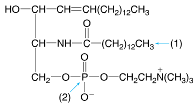 Solved Identify the components of each lipid and classify it | Chegg.com