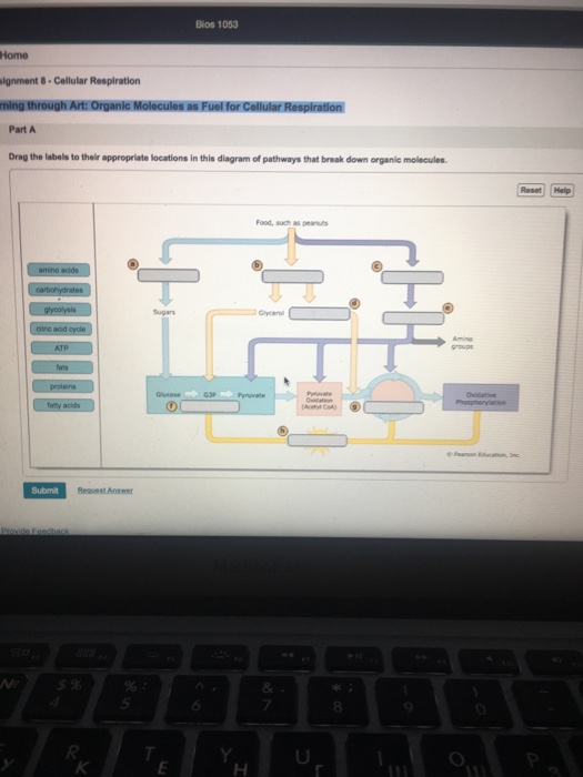 Solved Bios 1053 Home ignment 8-Cellular Respiration ming | Chegg.com