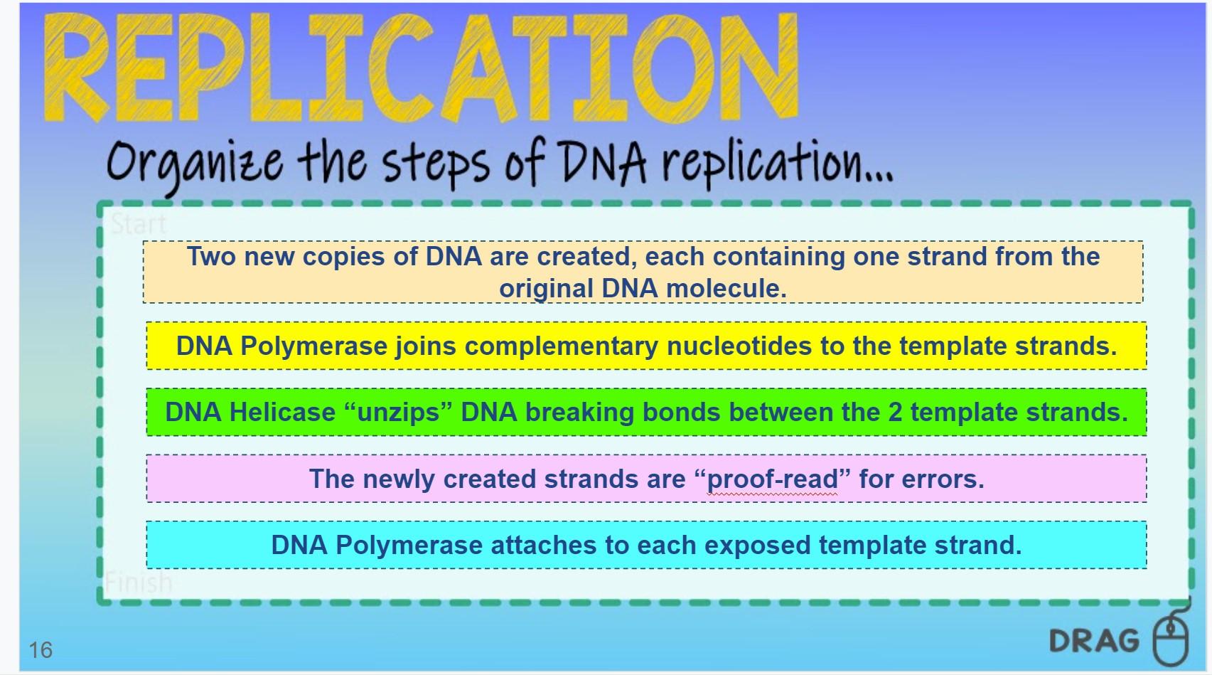 Solved REPLICATION Organize the steps of DNA replication... | Chegg.com
