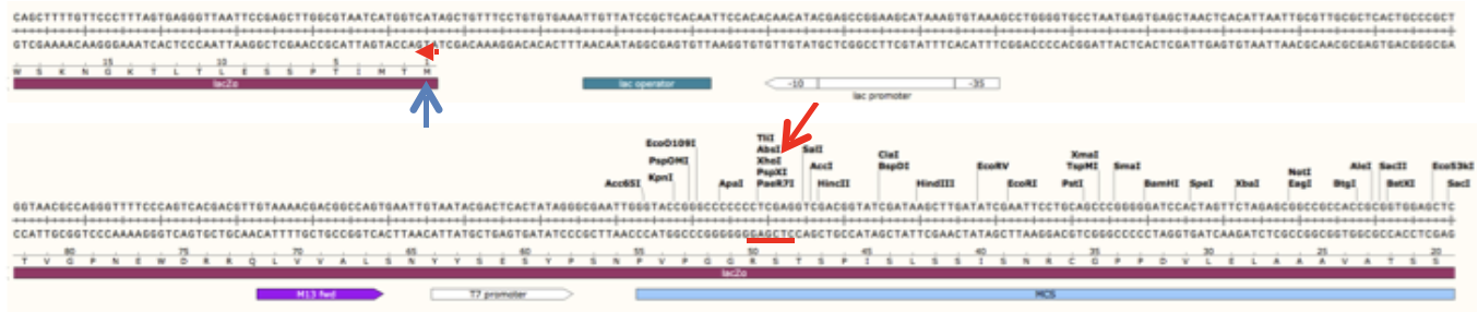In lab, you amplified the GFP coding sequence by PCR | Chegg.com
