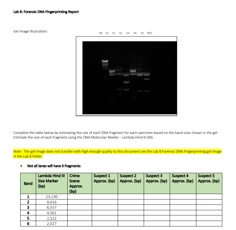 Solved Lab 8: Forensic DNA Fingerprinting Report Gel Image | Chegg.com