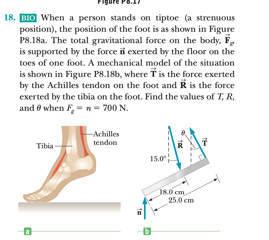 Solved Figure 18. BIO When a person stands on tiptoe (a | Chegg.com