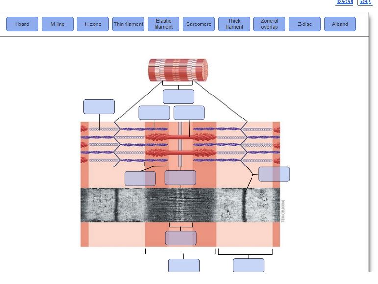 Solved Drag the appropriate labels to their respective | Chegg.com