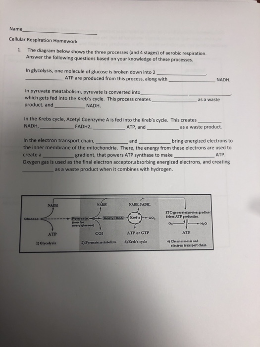 Solved Name Cellular Respiration Homework 1. The diagram | Chegg.com