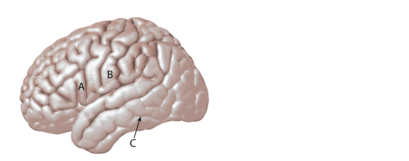 Solved B А Label A in the image above refers to The pars | Chegg.com