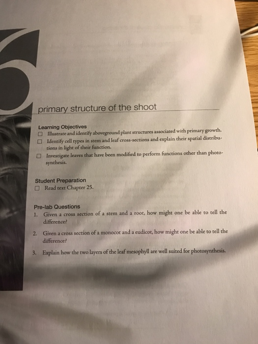 Solved primary structure of the shoot Learning Objectives O | Chegg.com