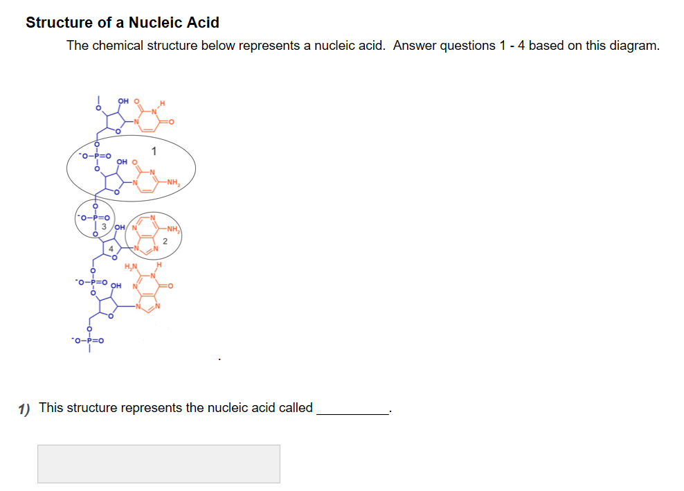 Solved Structure of a Nucleic Acid The chemical structure | Chegg.com
