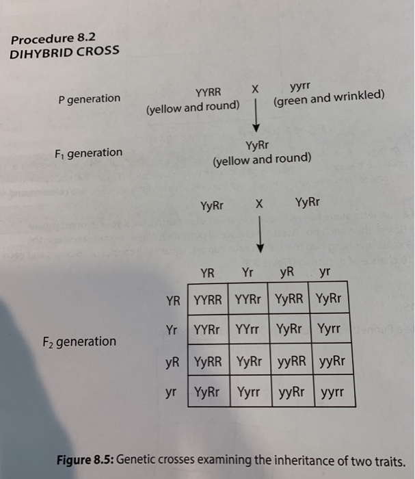 Solved Procedure 8.2 DIHYBRID CROss P generation YYRR X yyrr | Chegg.com