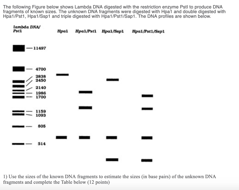 Solved The following Figure below shows Lambda DNA digested | Chegg.com