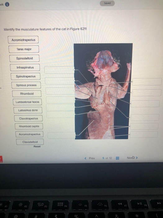 Lumbodorsal Fascia Cat