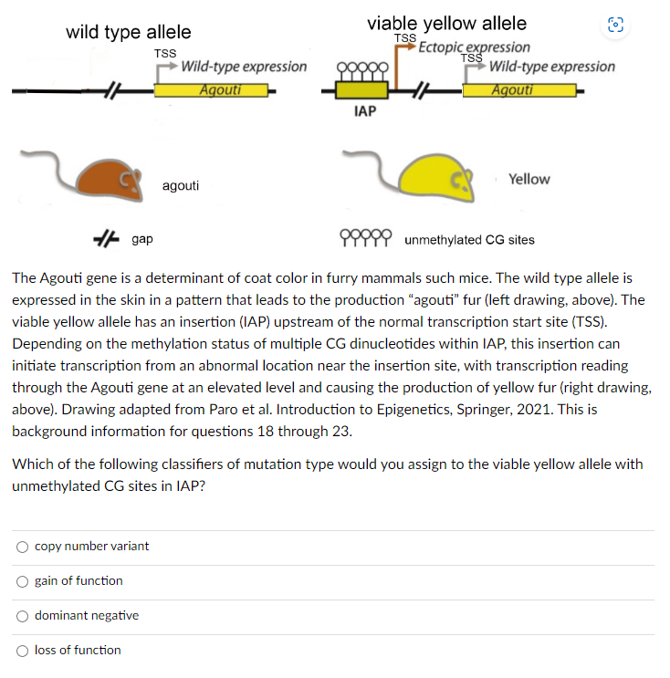 Solved The Agouti gene is a determinant of coat color in | Chegg.com