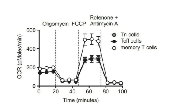 Solved 600 Rotenone + Oligomycin FCCP Antimycin A Tn cells | Chegg.com